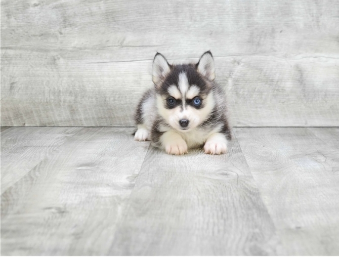 POTTY TRAINED POMSKY PUPPIES AVAILABLE NEW YORK For sale New York ...