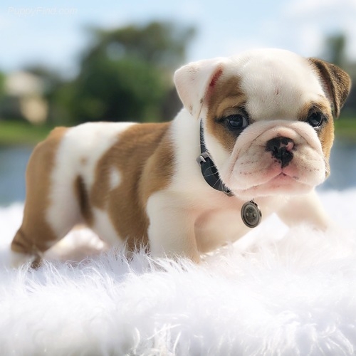 NAUGHTY X-MASS ENGLISH BULLDOG PUPPIES FOR LOVING HOMES. SCOTTSDALE For ...