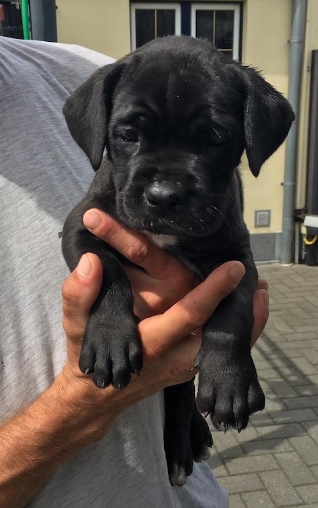 CANE CORSO PUPPIES SACRAMENTO For sale Sacramento Pets Dogs