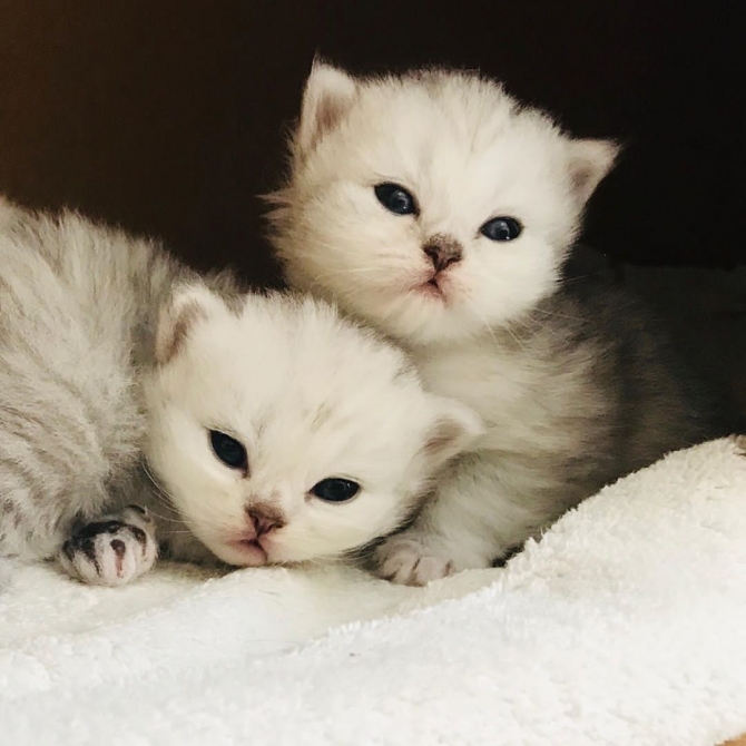 Teacup Persian Kittens For sale United States Pets - 1