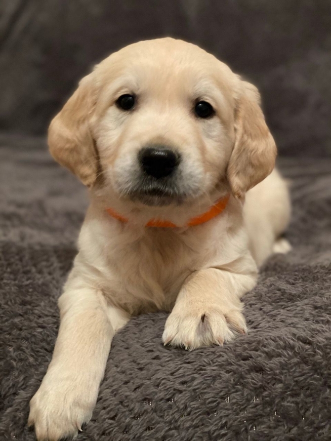 GOLDEN RETRIEVER PUPPY FOR SALE ALABAMA For sale Auburn Pets Dogs