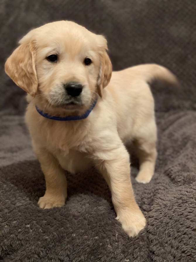 GOLDEN RETRIEVER PUPPY FOR SALE ALABAMA For sale Auburn Pets Dogs