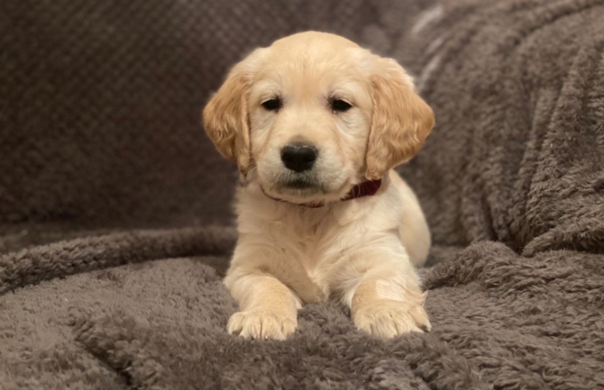 GOLDEN RETRIEVER PUPPY FOR SALE ALABAMA For sale Auburn Pets Dogs