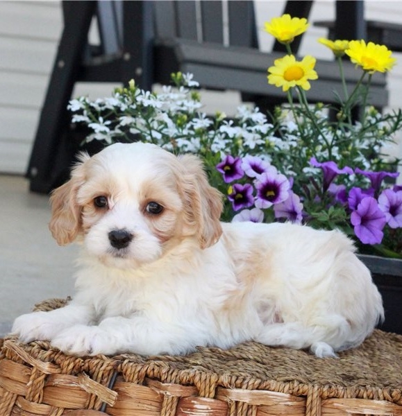 MALE AND FEMALE CAVACHON FOR ADOPTION DALLAS For sale Waco Pets Dogs
