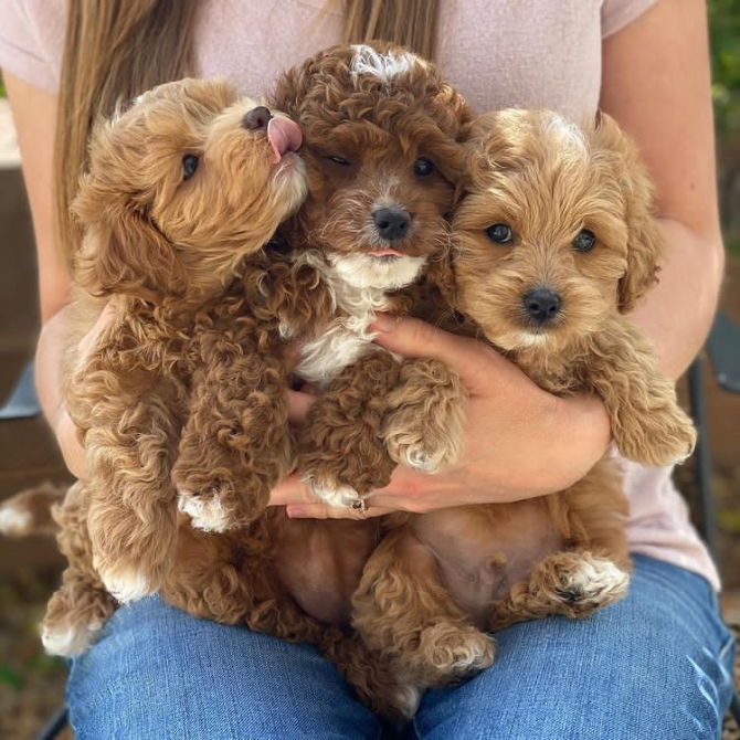 CUTE TEACUP CAVAPOO PUPPIES FOR SALE HOUSTON For sale Springfield Pets Dogs