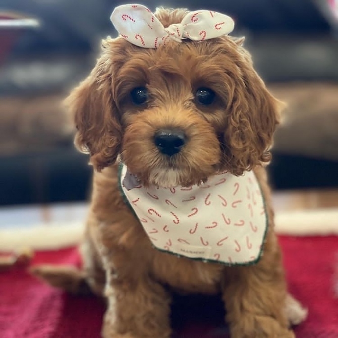 CUTE TEACUP CAVAPOO PUPPIES FOR SALE LOS ANGELES For sale Los Angeles ...