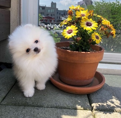ADORABLE AND PLAYFUL WHITE POMERANIANS LOS ANGELES For sale Los Angeles ...