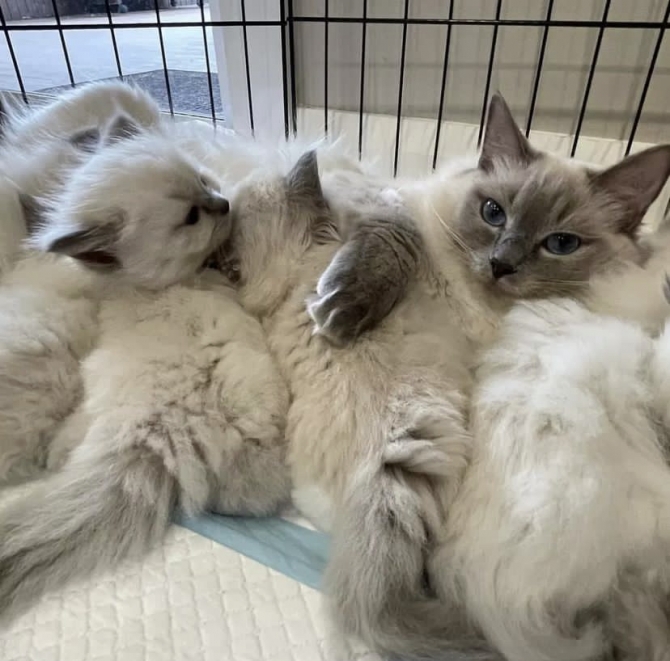 SIAMESE KITTENS FORT COLLINS For sale Denver Pets Cats