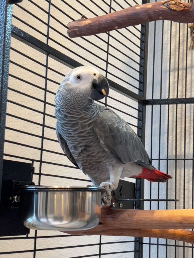 AFRICAN GREY PARROTS FOR SALE LITTLE ROCK For sale Little Rock Pets Birds